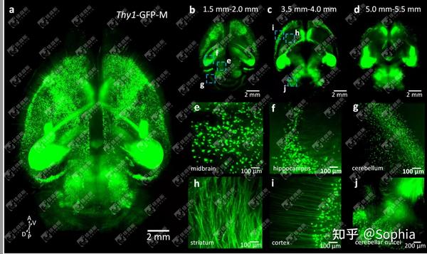 FDISCO组织透明化方法的特点及应用 - 知乎