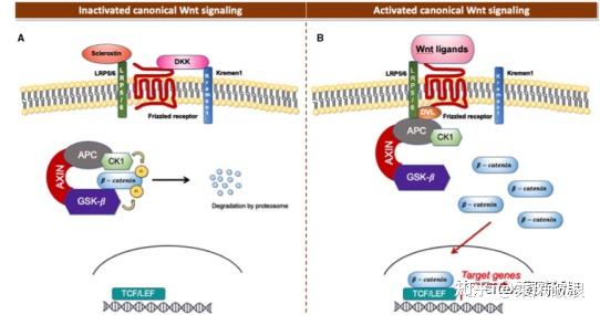 一篇综述读懂m6A RNA甲基化与肿瘤信号通路之间的联系 - 知乎