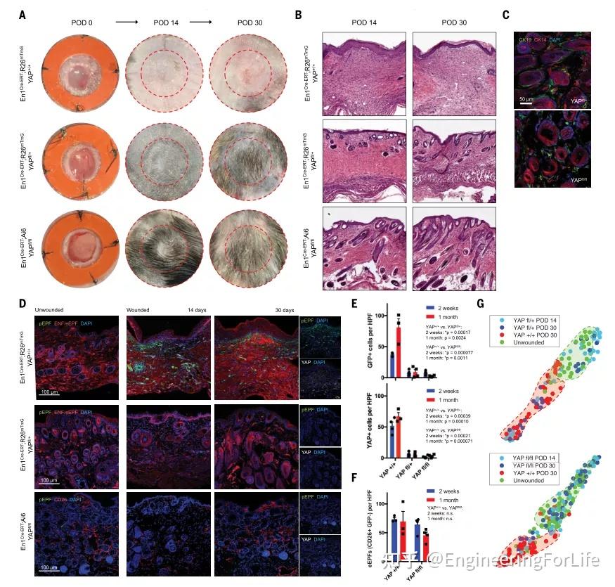 Science:抑制成纤维细胞Engrailed-1表达实现无痕化愈合 - 知乎
