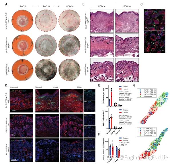 Science:抑制成纤维细胞Engrailed-1表达实现无痕化愈合 - 知乎