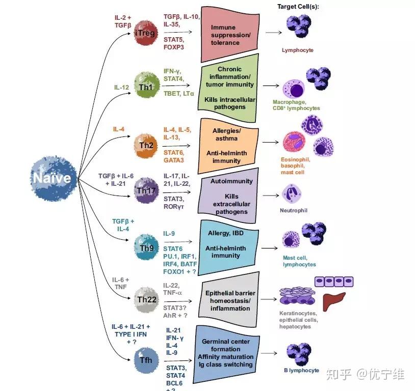 细胞因子Cytokine的机制与胞内流式检测 - 知乎