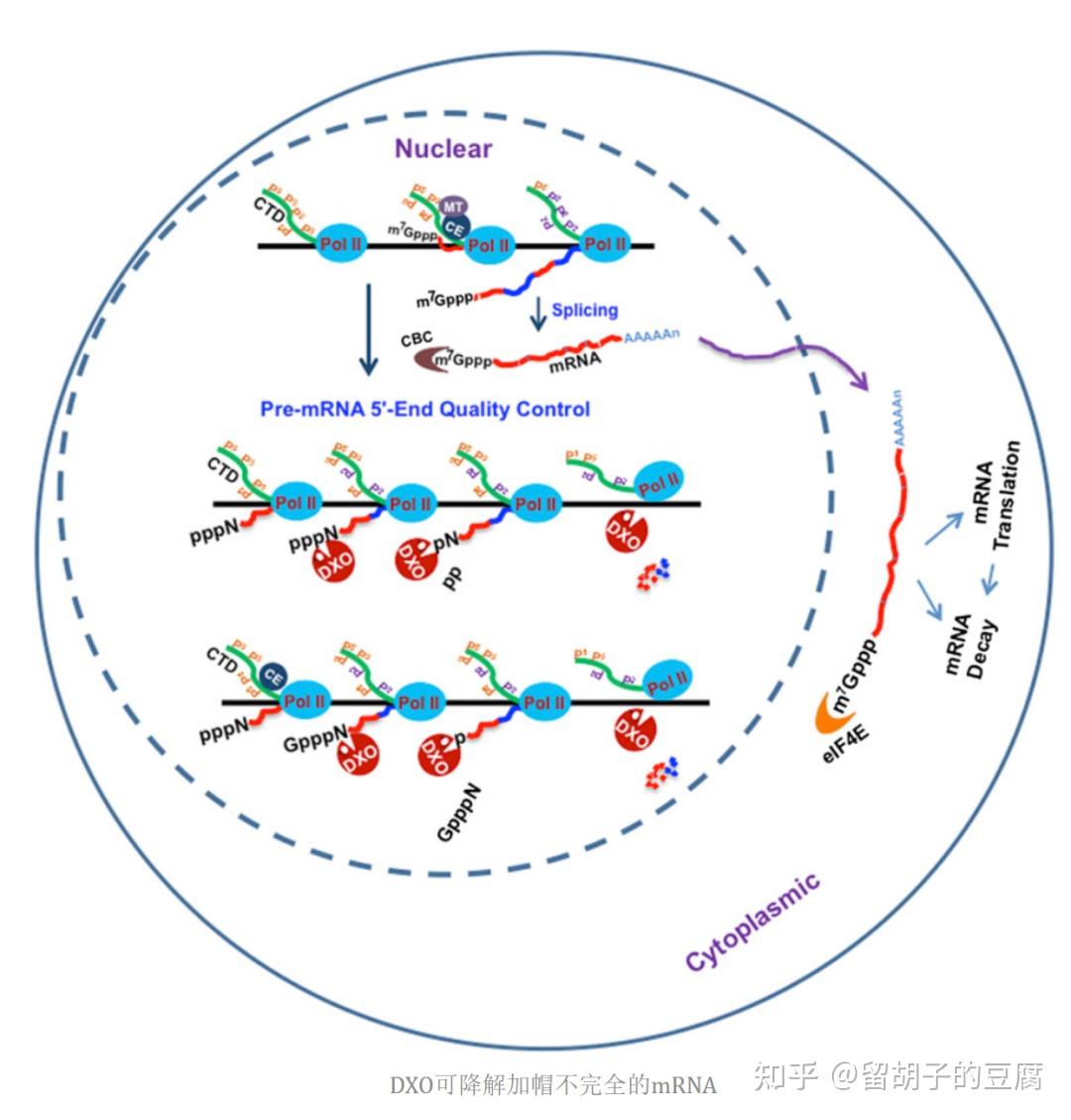 mRNA合成|深度解析mRNA甲基化和帽子结构 - 知乎