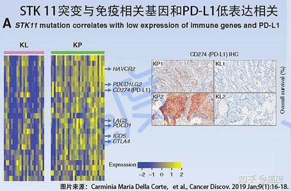 肺癌存在STK11基因突变，就不能用免疫治疗了吗？ - 知乎