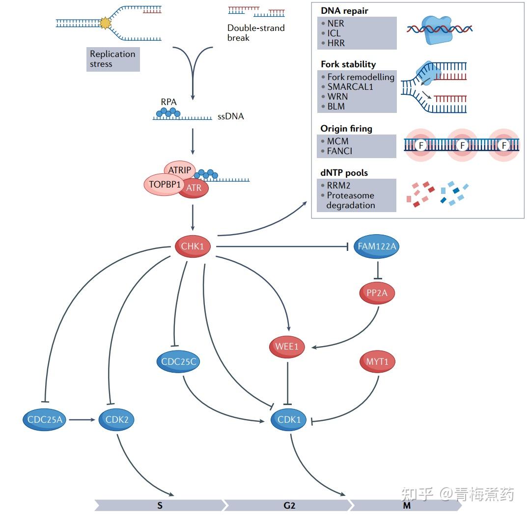 Nature Reviews | 靶向免疫应激用以抗肿瘤治疗 - 知乎