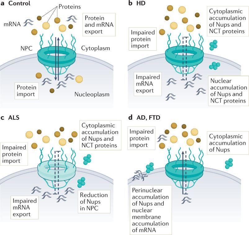 Nat Rev Neurol：神经退行性变中神经损伤的大门——核孔复合体 - 知乎