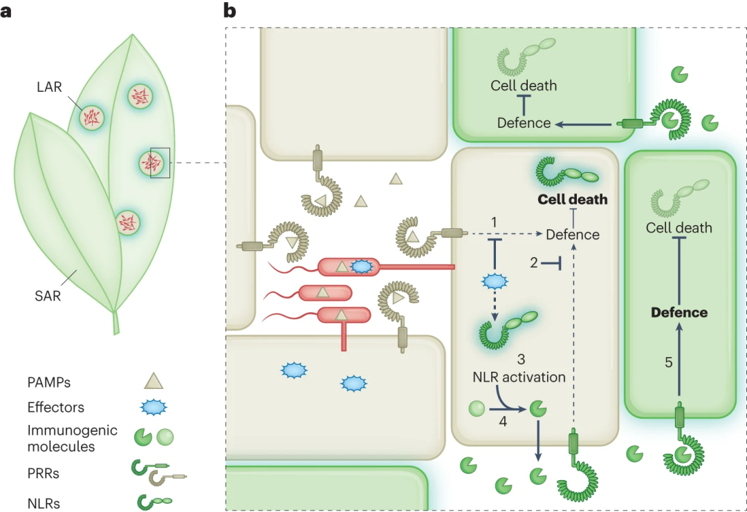 Nature Plants | 北卡教堂山分校Jeff Dangl团队提出新的植物抗病机制模型！ - 知乎