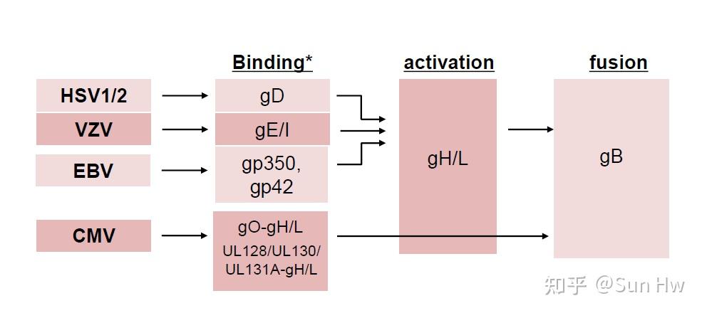 认识一下HSV病毒 - 知乎