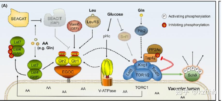 “雷帕霉素靶蛋白（TOR）” ——细胞生长与分裂的控制之门 - 知乎