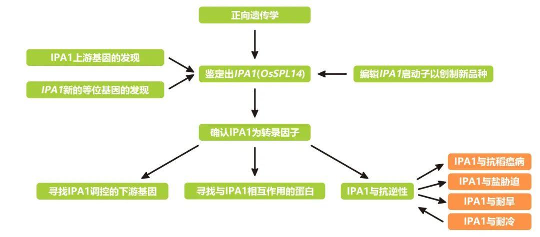 转录因子IPA1，次次都能发顶刊是怎么做到的？ - 知乎