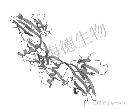 抗缪勒管激素（AMH）介绍 - 知乎