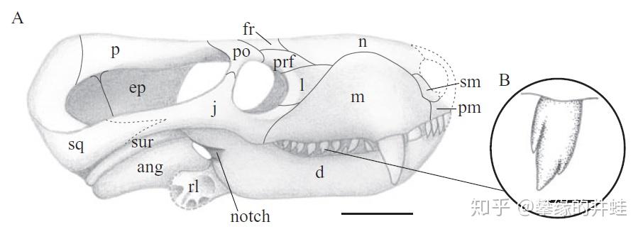 【地球演义】百兽图7：赶狻猊 - 知乎