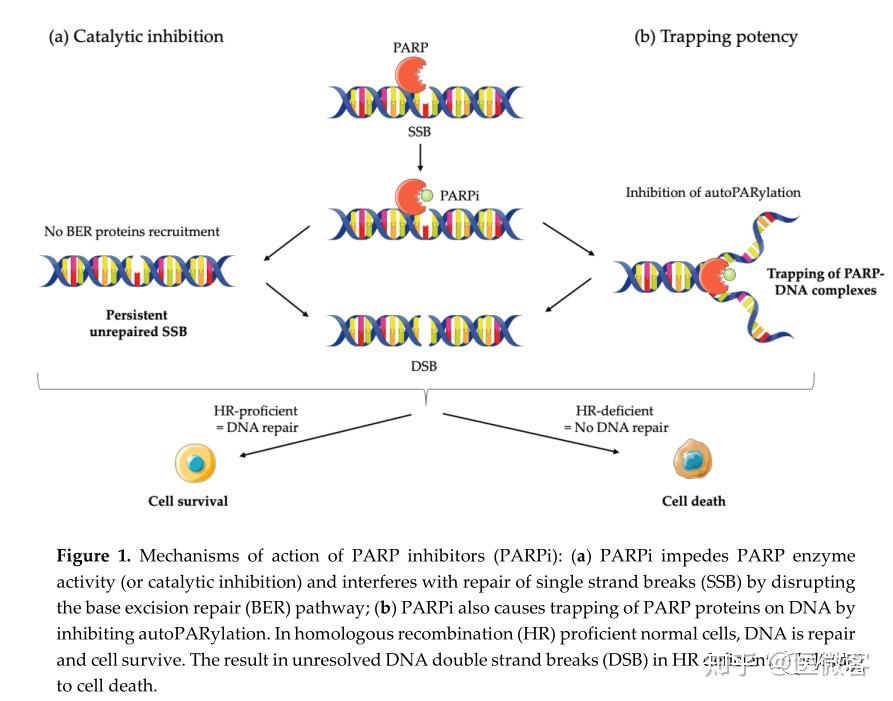 PARP抑制剂联合免疫检查点抑制剂在实体瘤中的应用 - 知乎
