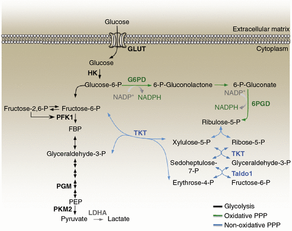 磷酸戊糖途径与细胞氧化还原平衡 - 知乎