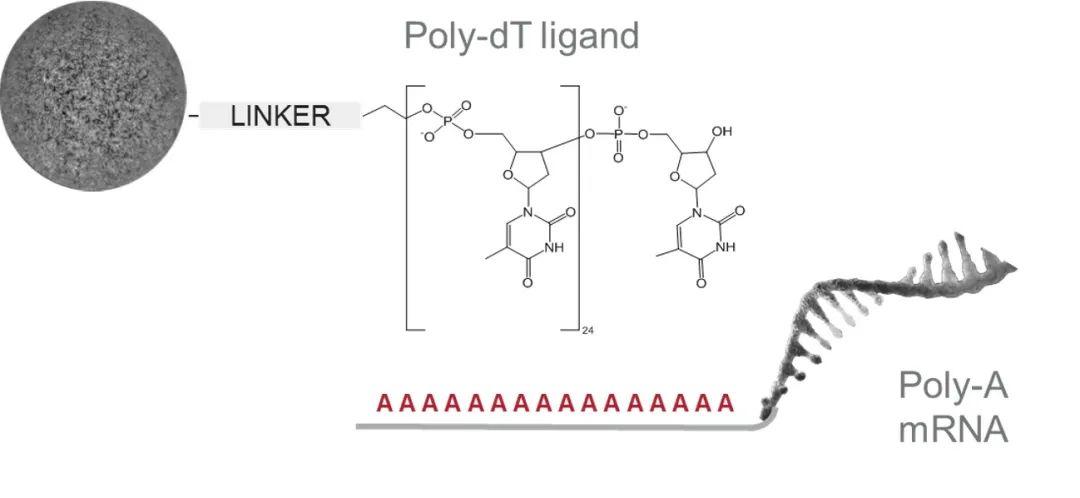 mRNA纯化挑战大？带你领略POROS Oligo(dT)25亲和填料的威力 - 知乎