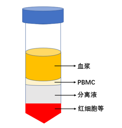 高效获取白细胞及PBMC的利器——白细胞单采术（Leukopak） - 知乎