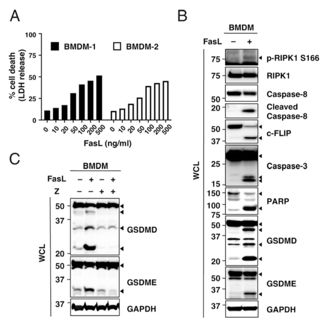J Immunol丨TAK1 限制死亡受体 Fas 诱导的巨噬细胞死亡 - 知乎