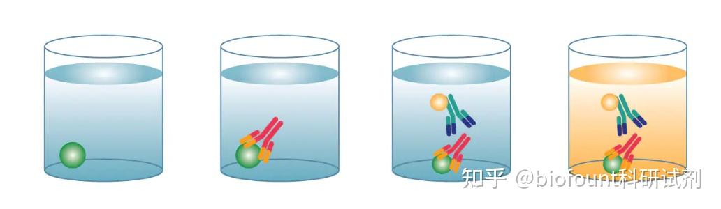 ELISA 的类型（直接、间接、夹心ELISA） - 知乎