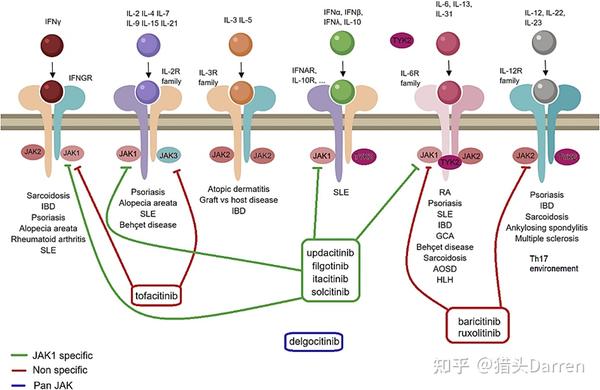 一文掌握JAK抑制剂研发进展 - 知乎