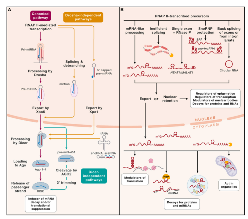 Cell 五十年特刊丨ncRNA的前世今生 - 知乎