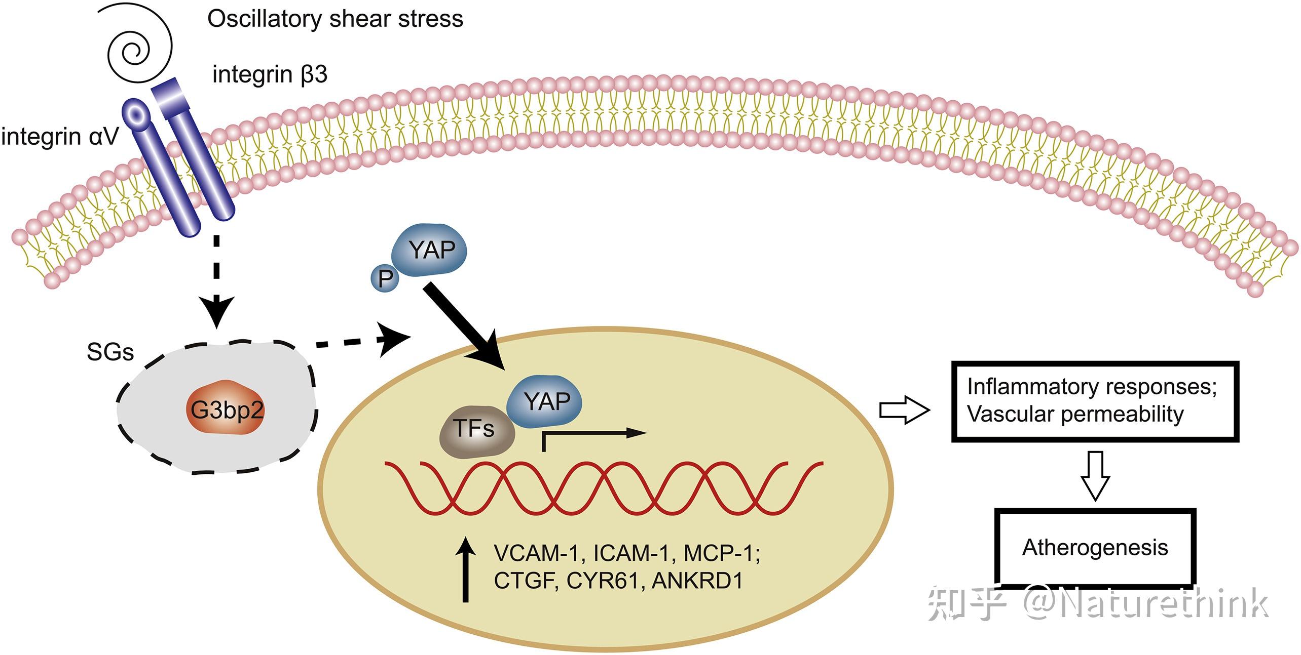 G3BP2调节振荡切应力诱导的内皮功能障碍 - 知乎