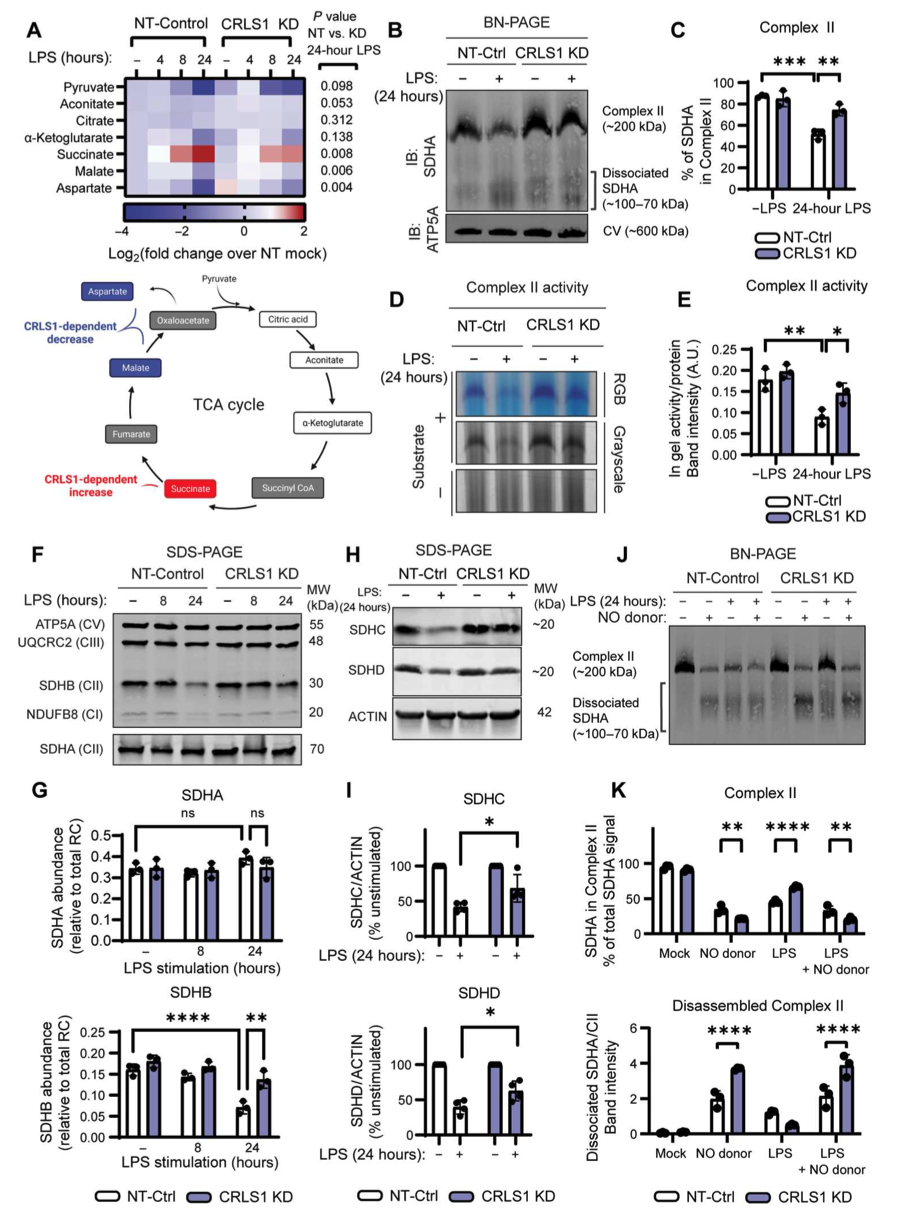 Science Advances丨心磷脂通过调节复合物 II 的分解和降解来协调炎症代谢重编程 - 知乎