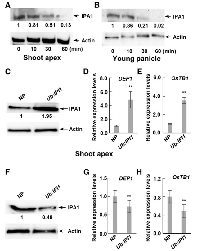转录因子IPA1，次次都能发顶刊是怎么做到的？ - 知乎
