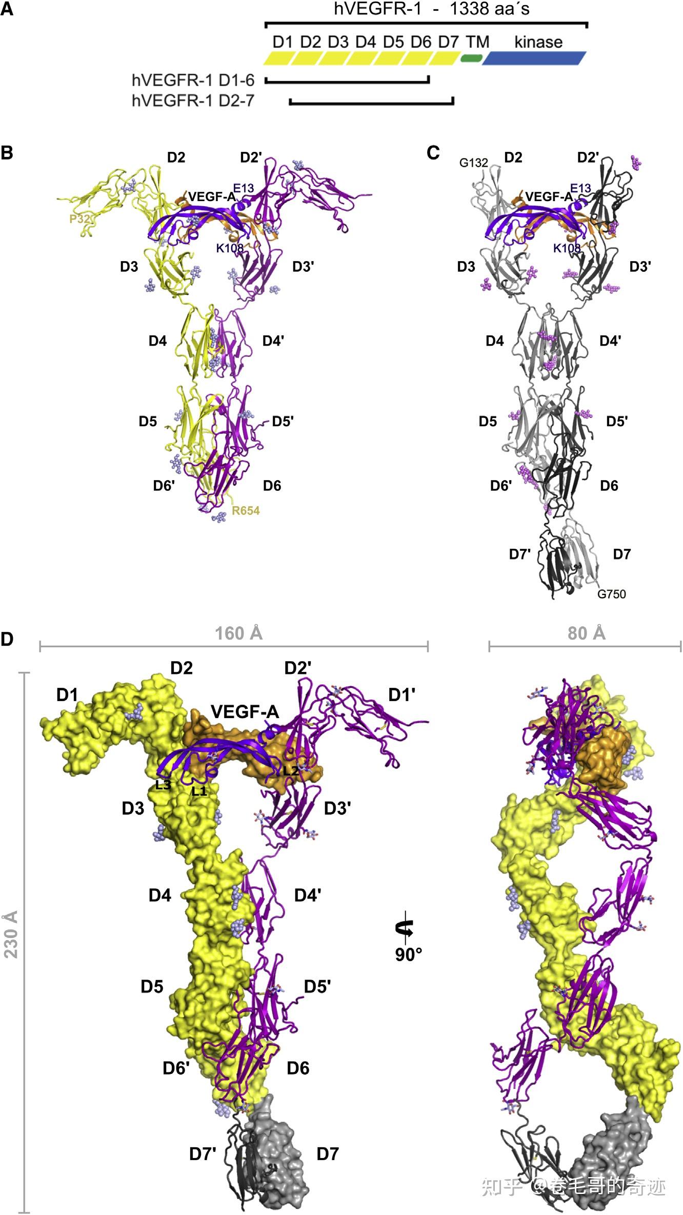 VEGF-VEFGR通路 - 知乎
