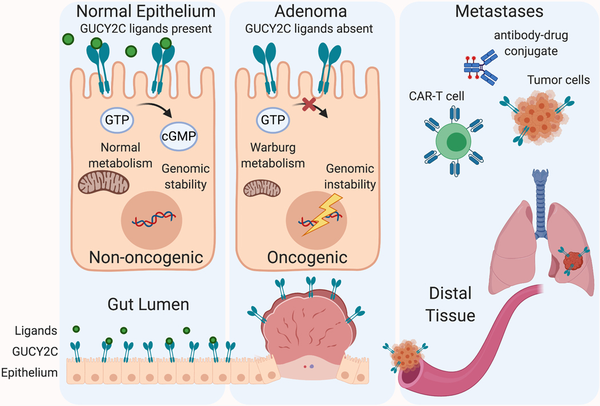 鹰谷靶点 | FDA首次批准靶向GUCY2C的I期临床实验 | 结直肠癌CAR-T治疗 - 知乎