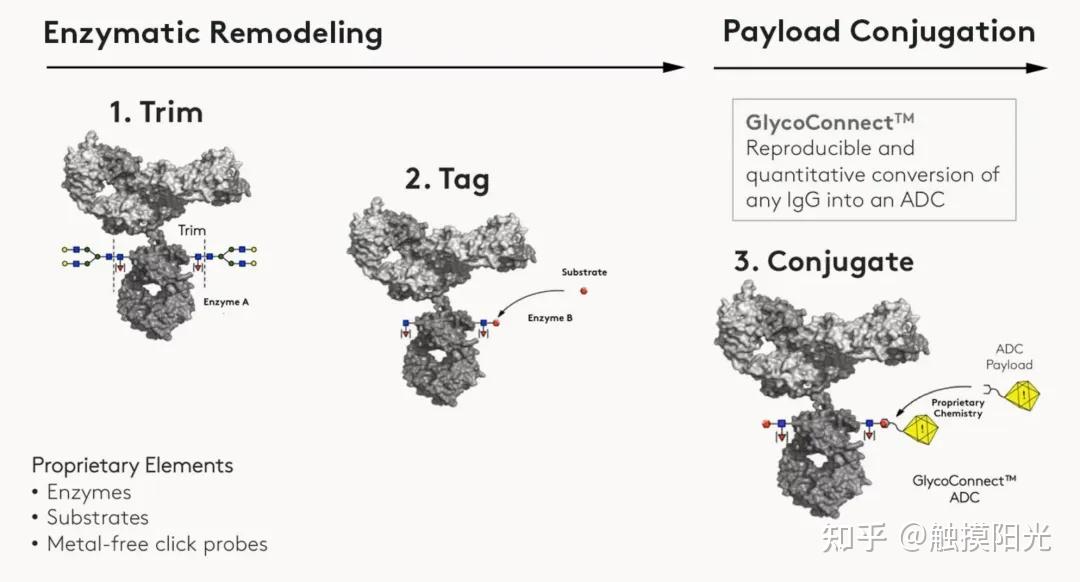 胰腺癌治疗方法-MRG004A，客观缓解率高达80%! MRG004A突破最强癌王 - 知乎