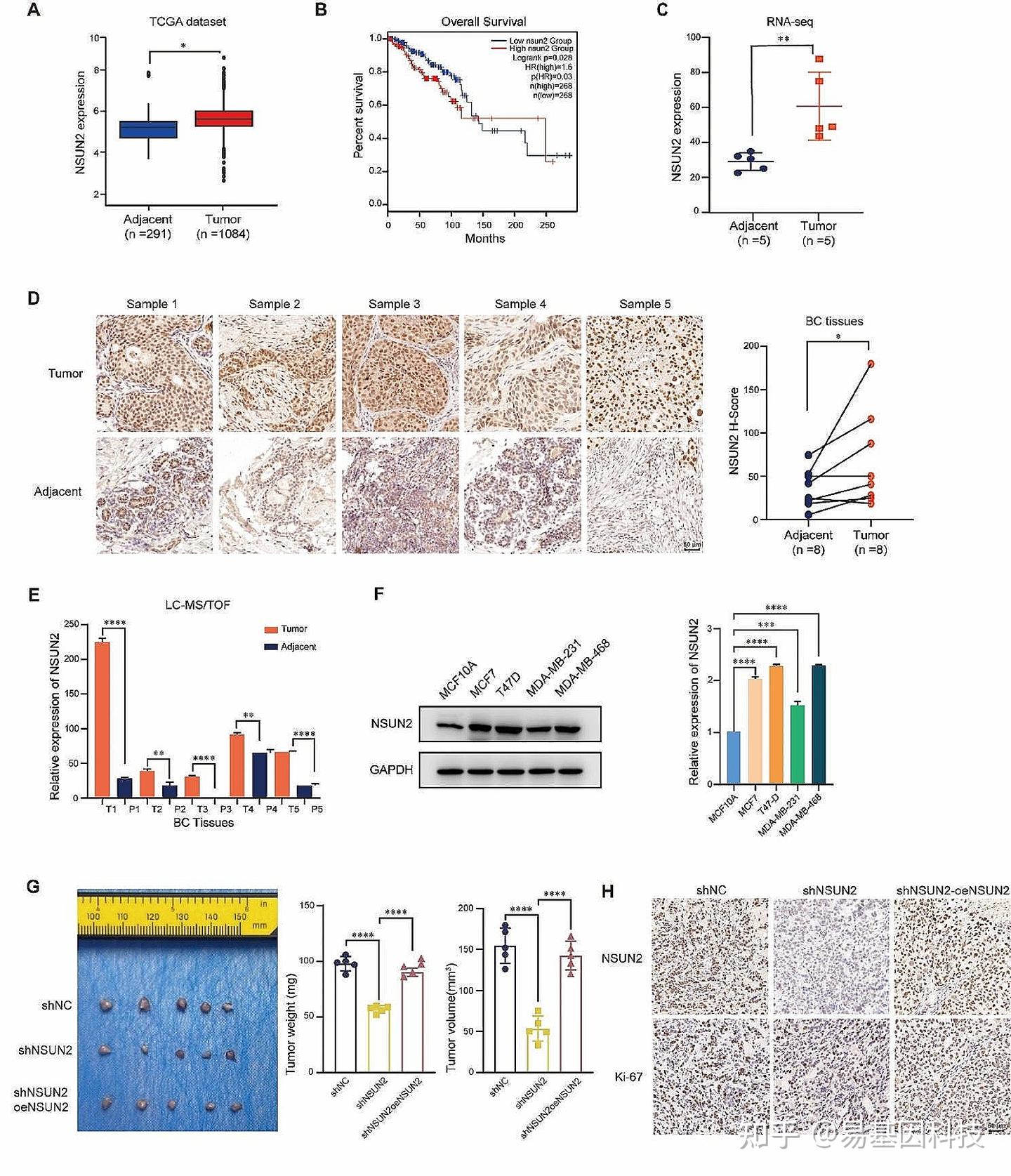 易基因：NSUN2/YBX1介导m5C甲基化增强HGH1 mRNA稳定性以促进肿瘤进展 | 科研速递 - 知乎
