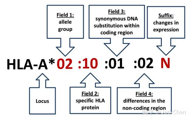 HLA分型检测 - 知乎