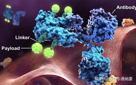 Enhertu(T-DXd、DS-8201)在HER2低表达乳腺癌患者获得成功 - 知乎