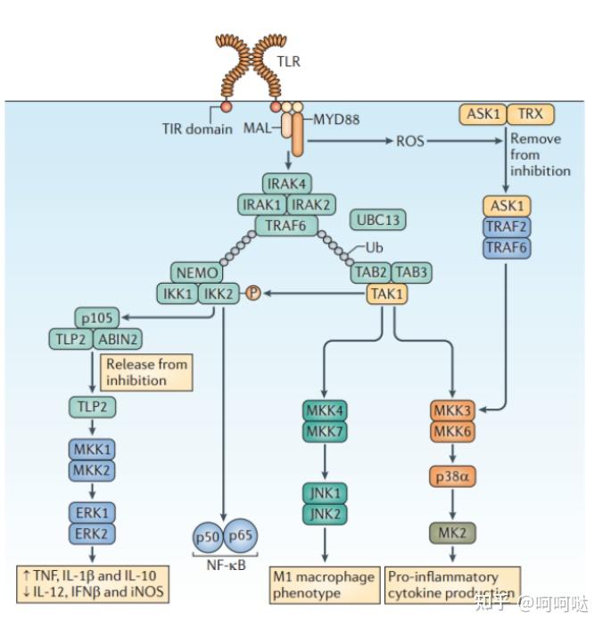 MAPK通路（上游部分） - 知乎