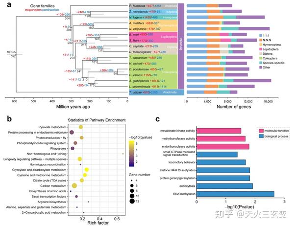 Chromosome-level genome assembly （Dendroctonus valens） - 知乎