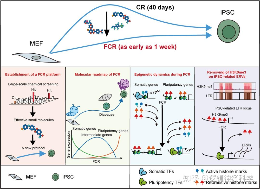 Nat Cell Biol︱浙江大学祝赛勇实验室自主研发创建FCR，大幅加快细胞命运重塑进程 - 知乎
