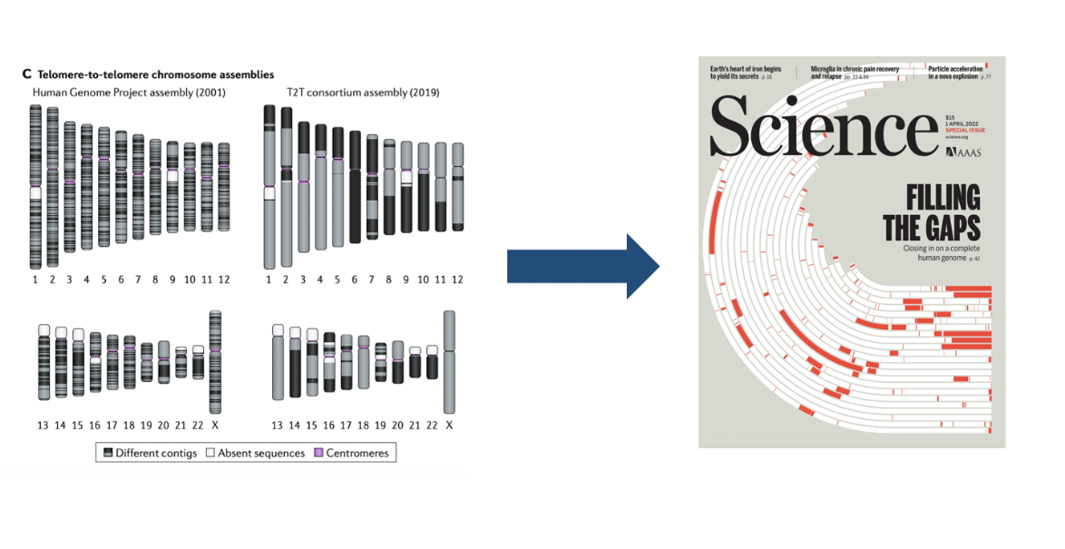 最新最全！10个物种的15篇T2T基因组文章汇总！ - 知乎