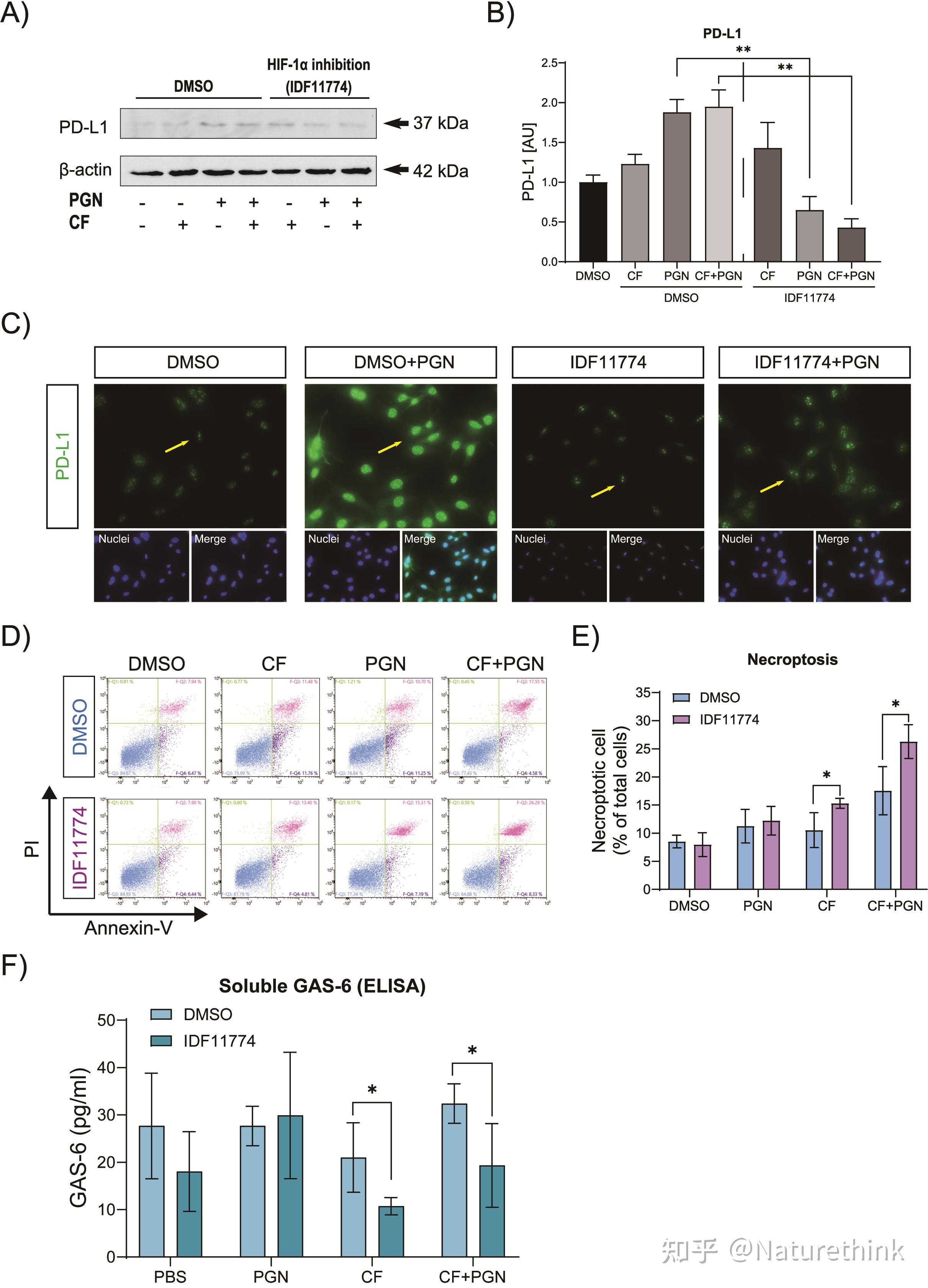 HIF-1α在压缩力下调节（肽聚糖诱导的）成牙骨质细胞PD-L1表达中的作用 - 知乎