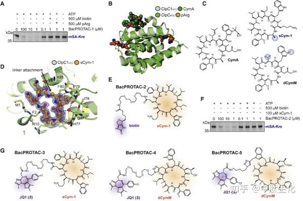 Cell：新型PROTAC，首次实现细菌内靶蛋白降解，可作为新型抗菌剂 - 知乎