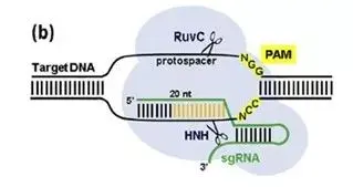 【干货分享】CRISPR/Cas系统原理及Cas9与Cas12a区别 - 知乎