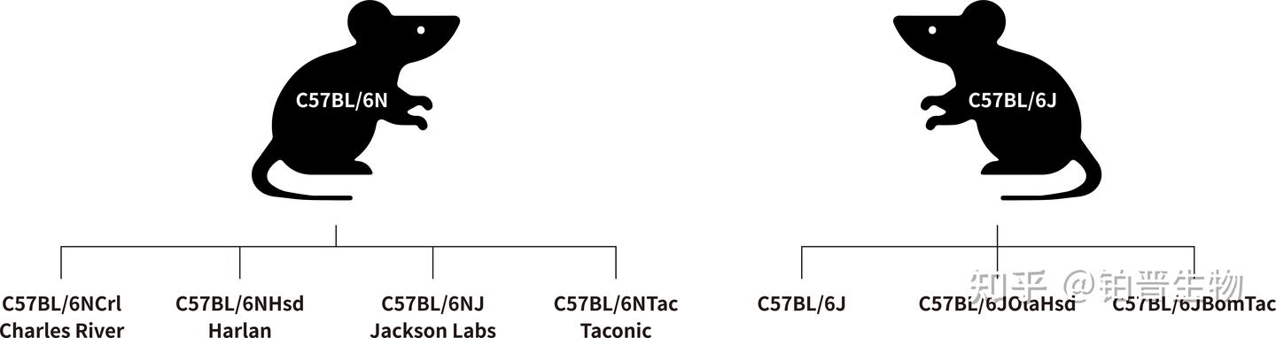 鼠库全书丨C57BL/6 - 知乎