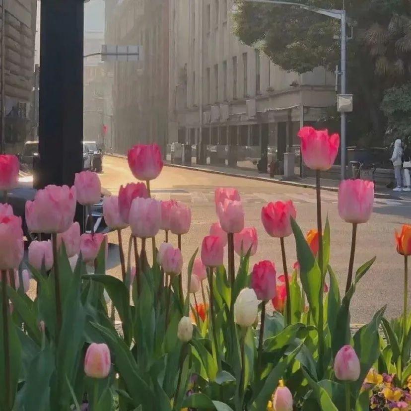 盘点那些ins鲜花背景图｜极致浪漫且高级 - 知乎