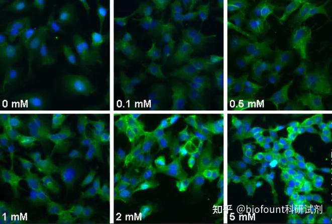 AICAR；AMPK激活剂 - 知乎