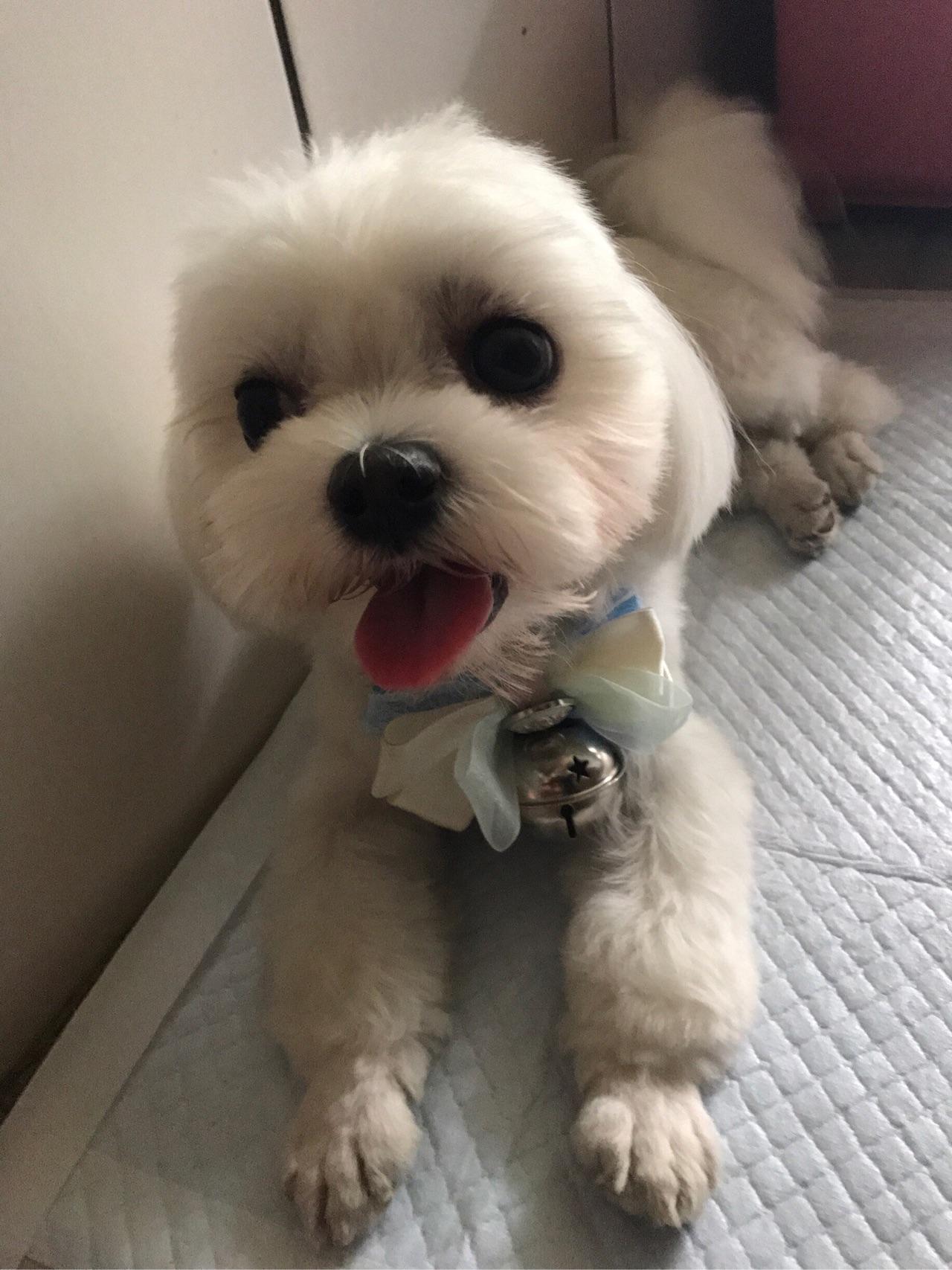 养马尔济斯是一种怎样的体验？ - 知乎