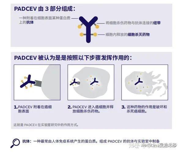 恩诺单抗（Padcev、EV、维恩妥尤单抗）新适应症国内申报上市！附说明书-用法用量-上市-作用机制-医保报销 - 知乎
