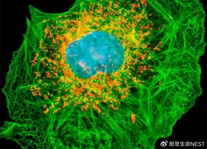 攻略CHO细胞＆CHO细胞培养基 - 知乎