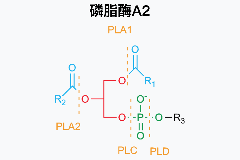 PLA2重要的炎症介质 - 知乎