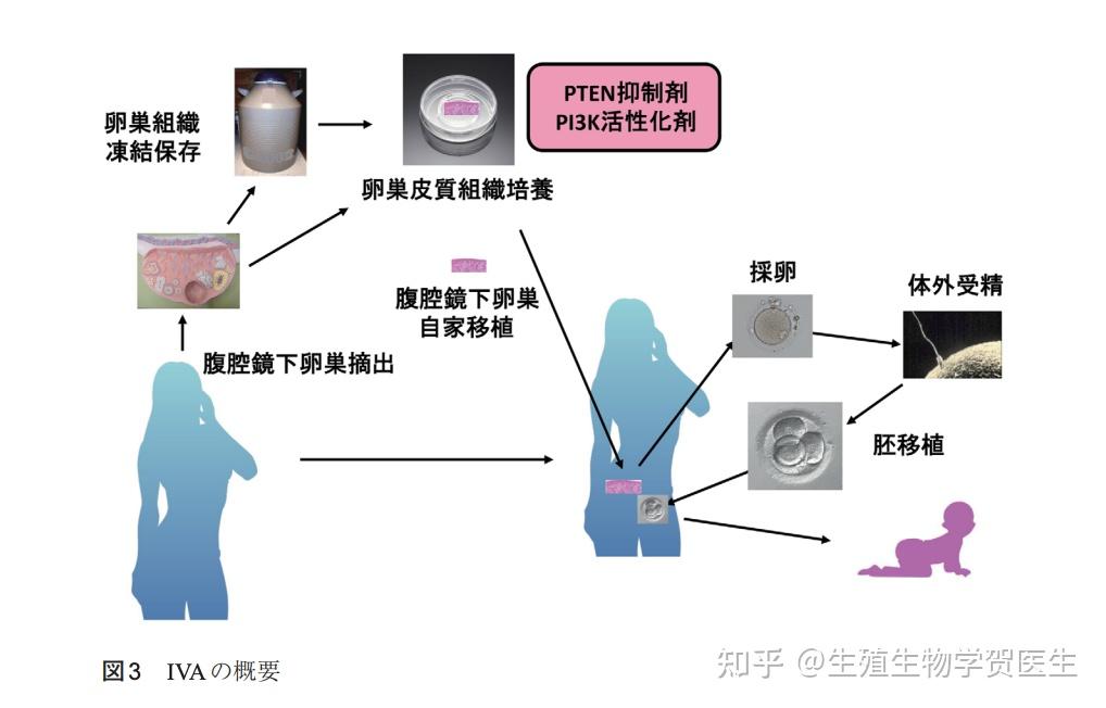 闭经N年，还能不能强行取出卵生子？ 行~ - 知乎