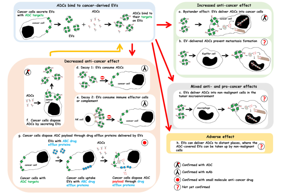 细胞外囊泡(EVs)与ADC的疗效和安全性 - 知乎