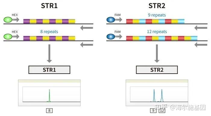 玩转Sanger测序仪｜专题三十一：短串联重复序列STR检测 - 知乎