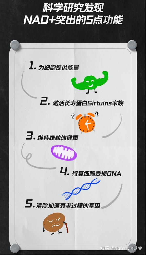 澳芝睿科普——NMN&NAD＋的关系 - 知乎